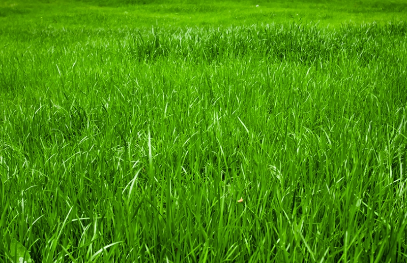 When To Empty Your Septic Tank